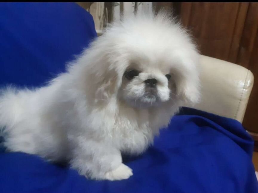 Щенки пекинеса