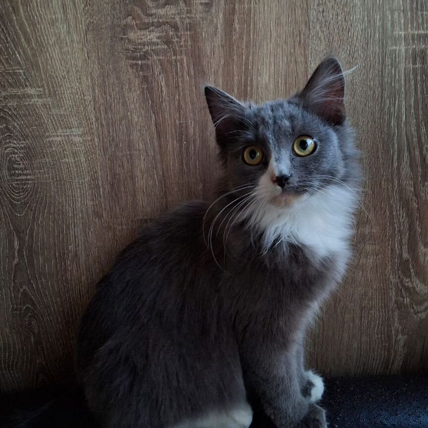 Кошечка ищет дом