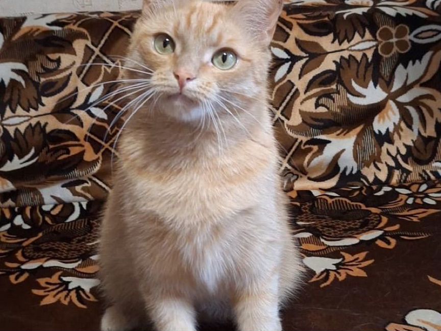 Игривый и ласковый рыжий кот