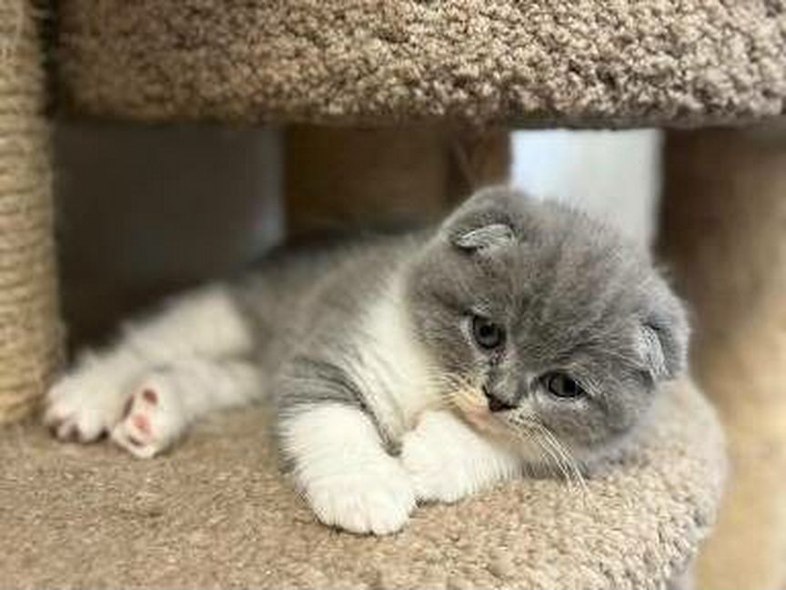 Шотландские котята