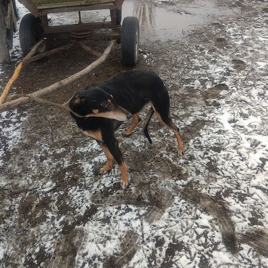 Хортая борзая