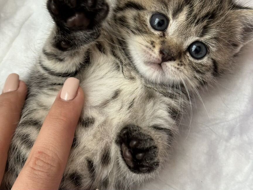 Британские котята