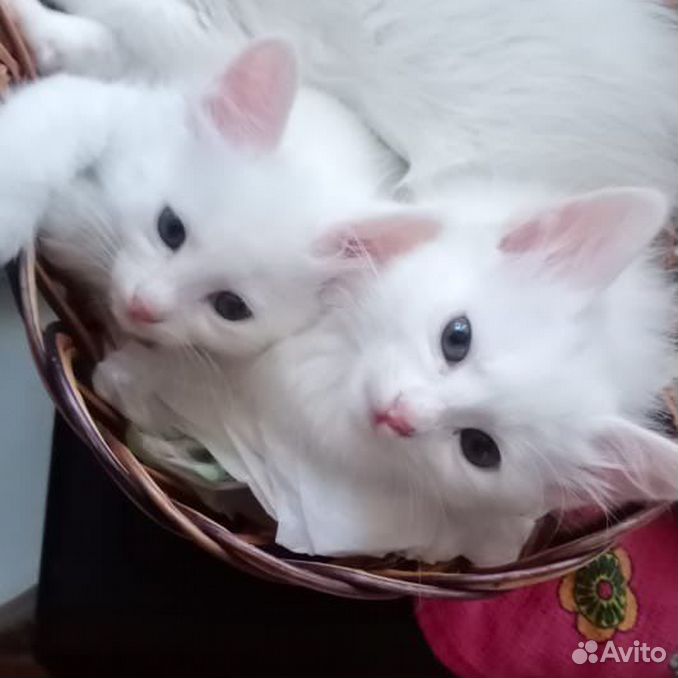 Котята турецкой ангоры
