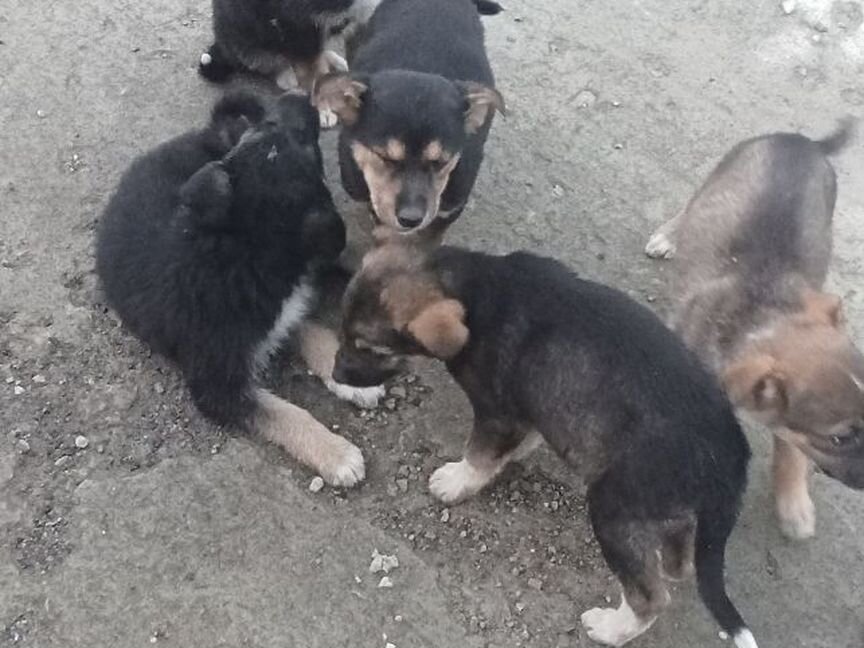 Собака немец