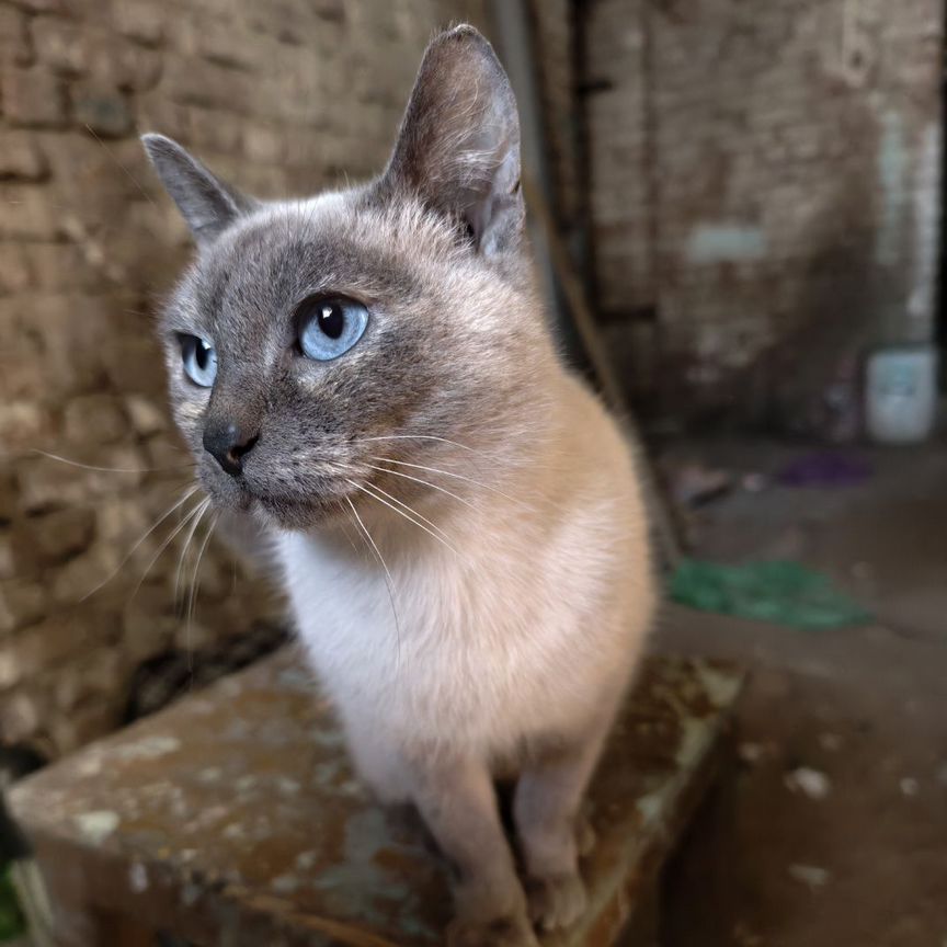 Сиамская, взрослая кошка