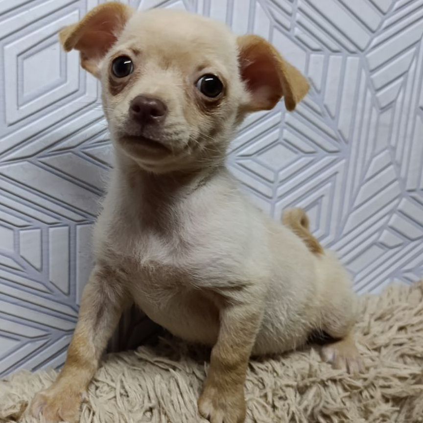 Чихуахуа, щенок