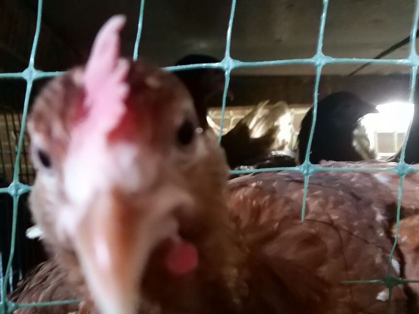 Куры молодки