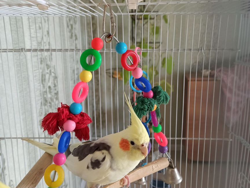 Продам попугая "Карелла"девочка