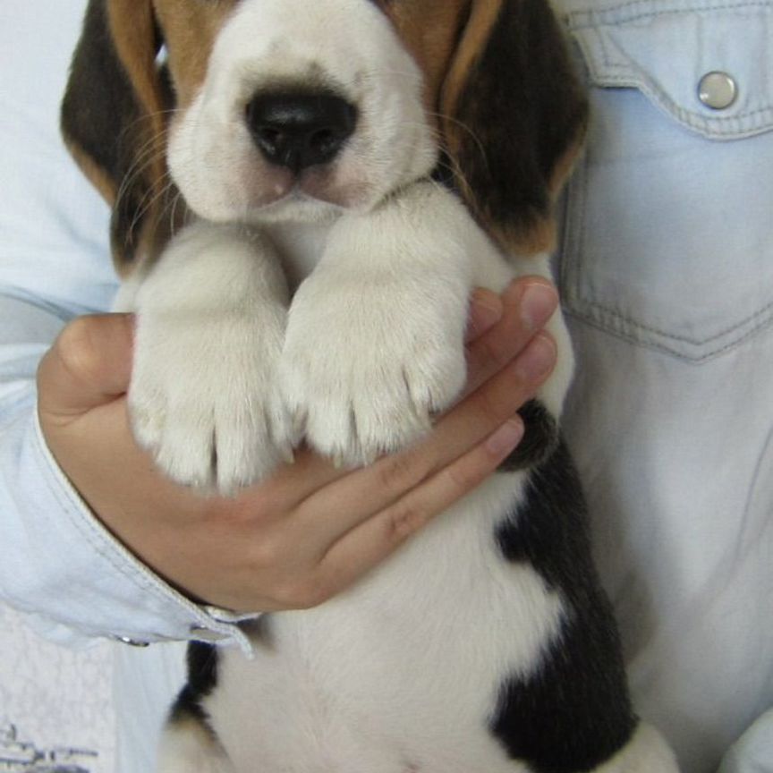 Щенки бигль