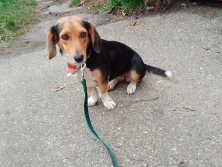 Ищет дом не большая Собачка Ирма