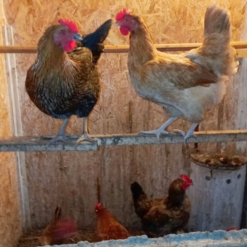 Курицы несушки домашние