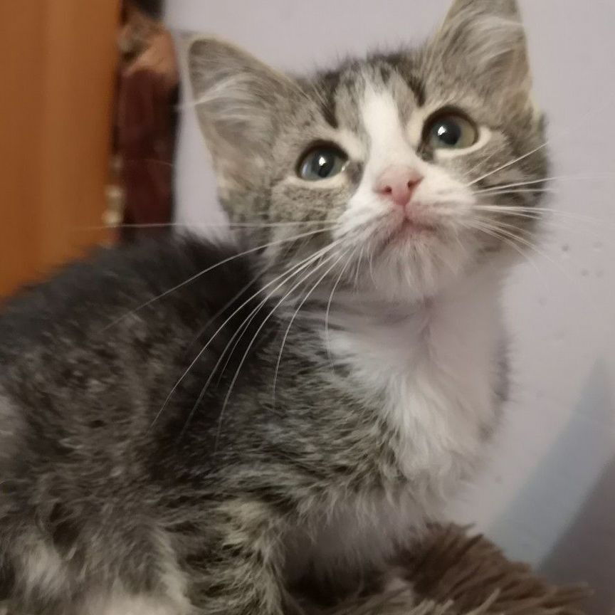 Миникошечка Малинка, котенок в добрые руки