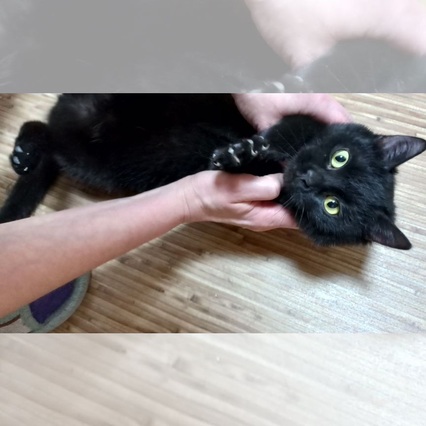 Милая чёрная кошечка