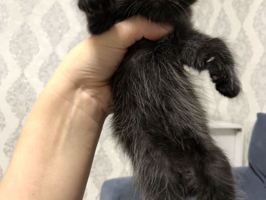 Котята в добрые руки 1 месяц