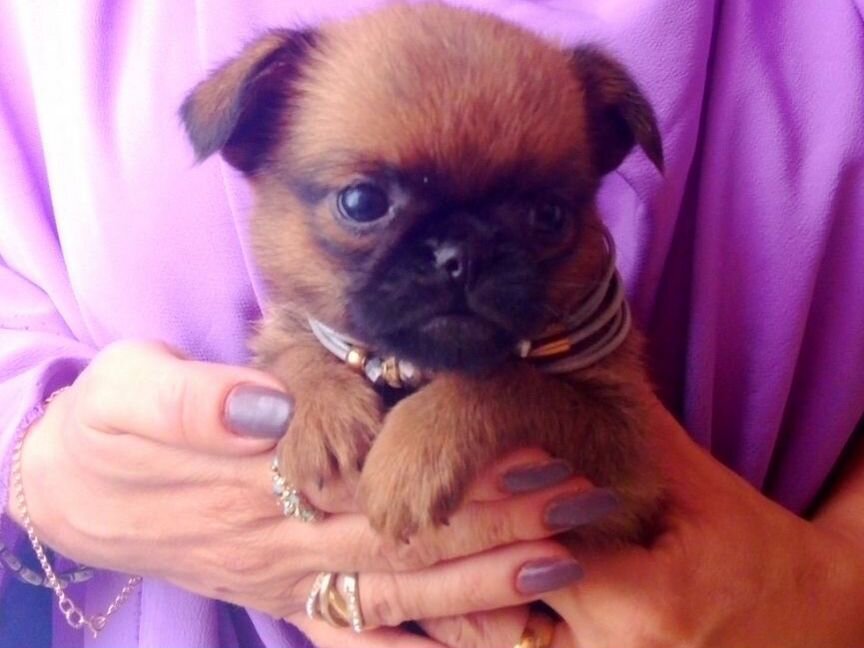 Рыжая девочка пти-брабансончик