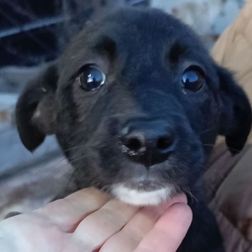 Щенок в добрые руки