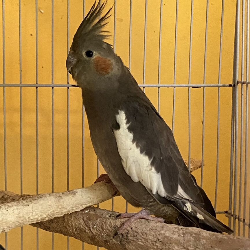 Самка корелла