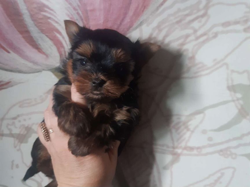 Эксклюзичики