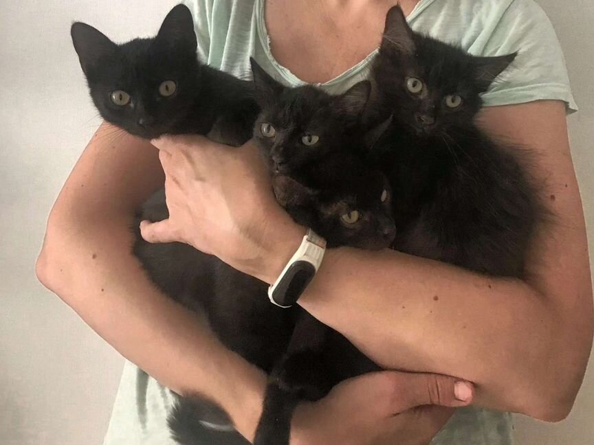 Котята в добрые руки