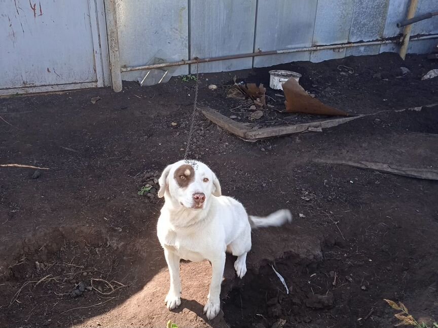 Отдам даром в добрые руки очень хорошую собаку