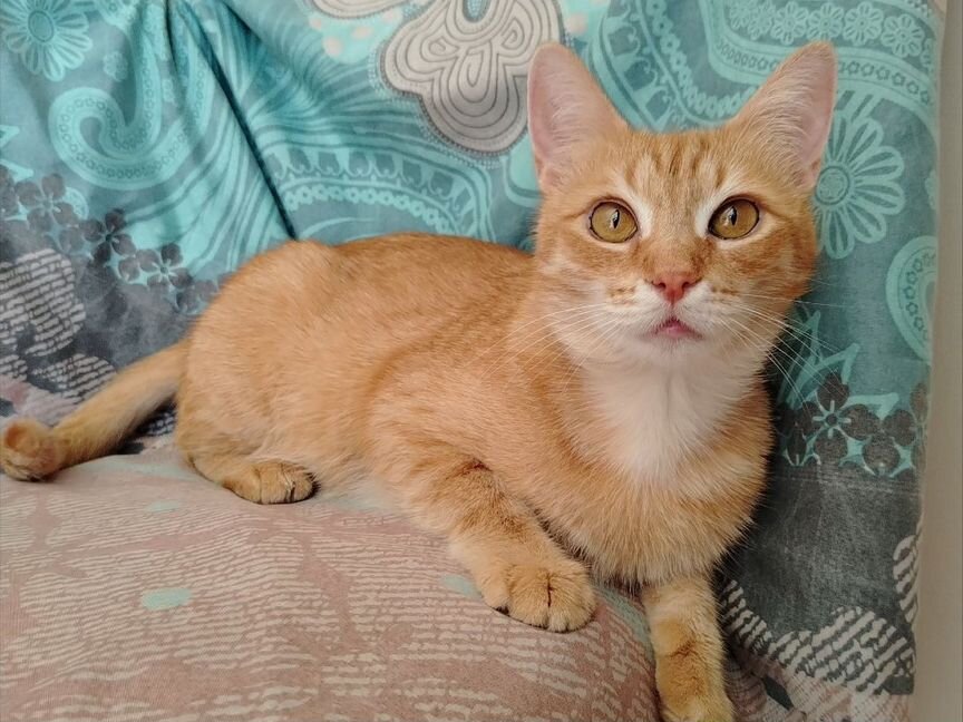 Кошка