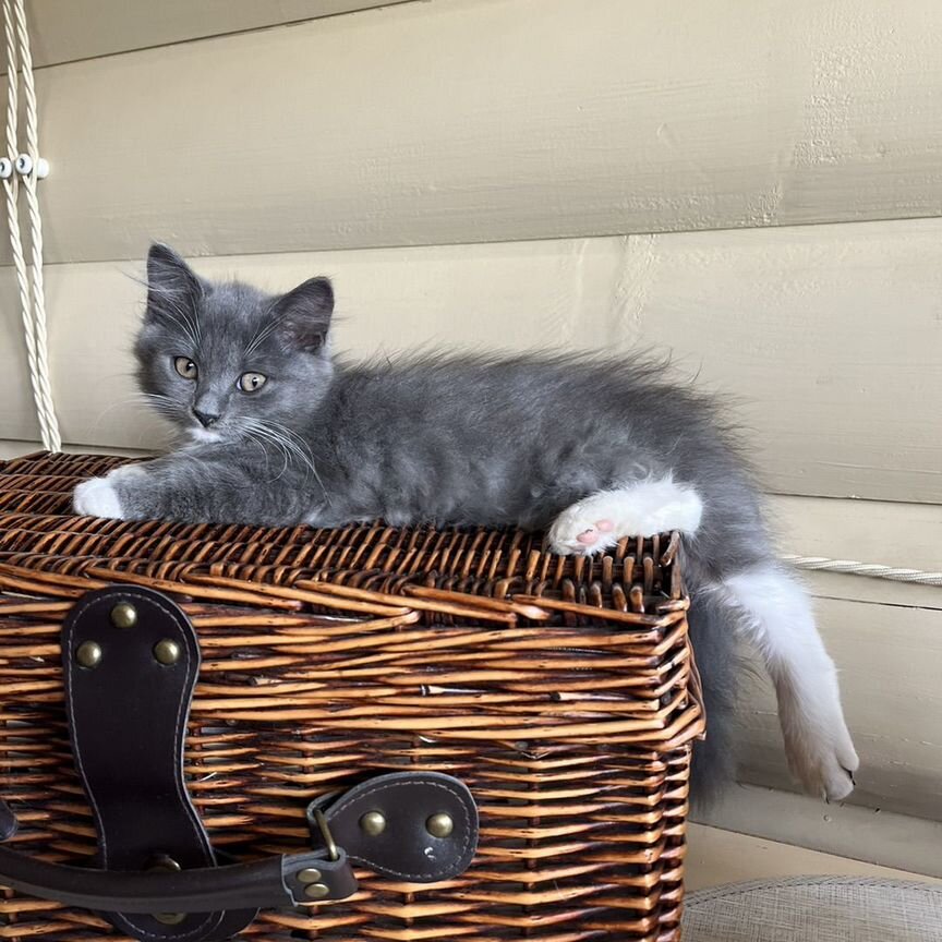 Кошечка от домашней кошки