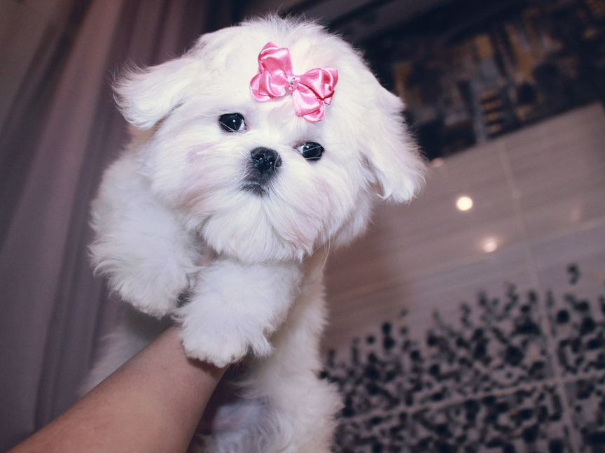 Красивая стандартная девочка мальтезе 3,5 мес