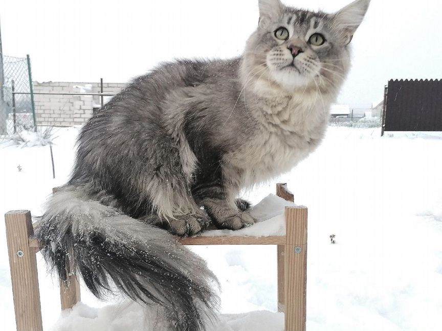 Кошки