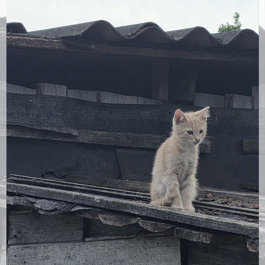 Котёнок в добрые руки