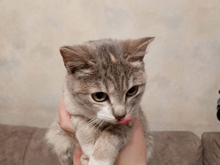 Котенок в добрые руки