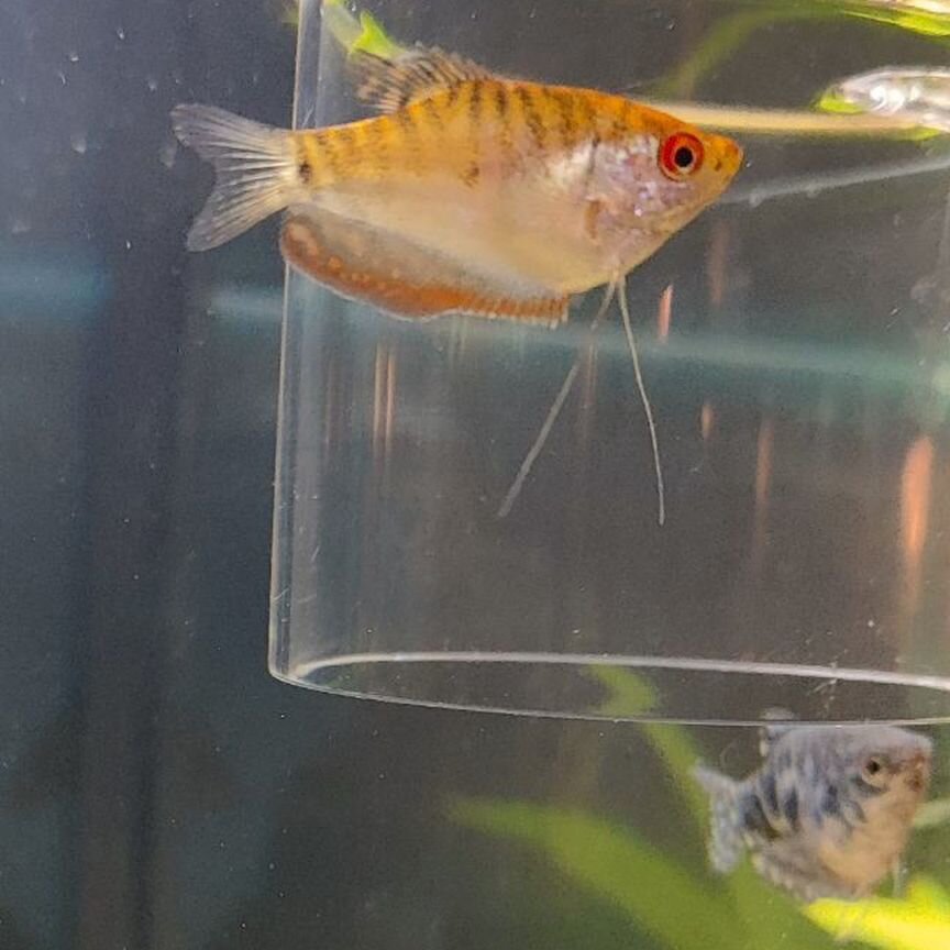 Золотая гурами на Коломенской