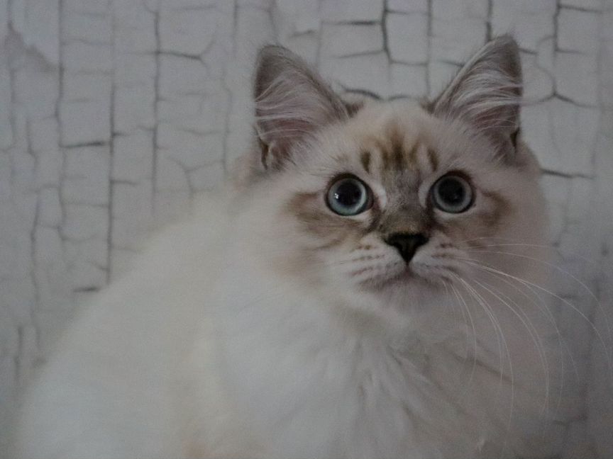 Котенок из питомника
