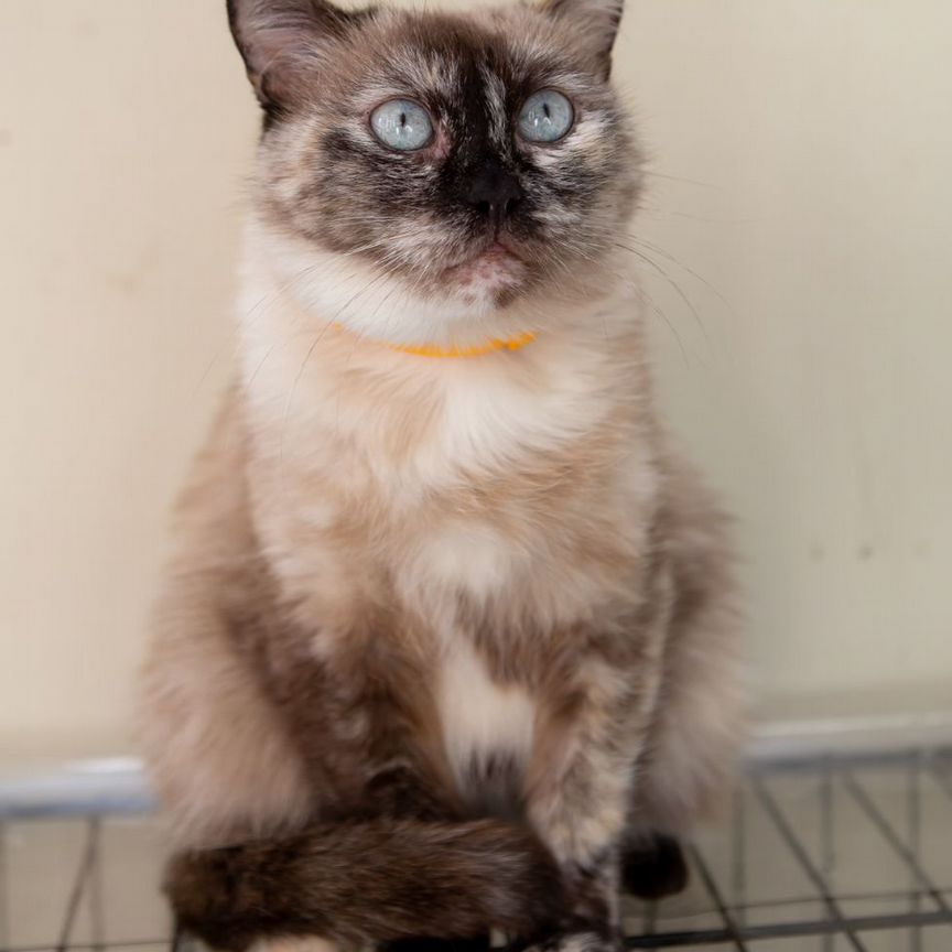 Кошка ищет дом