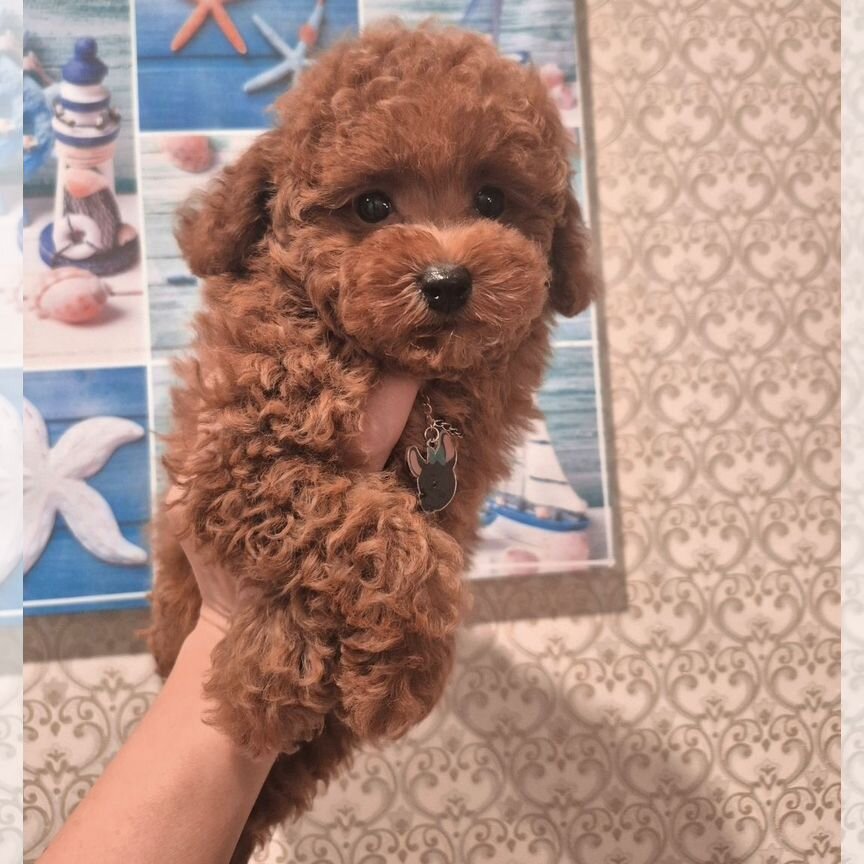 Той-пудель, щенок