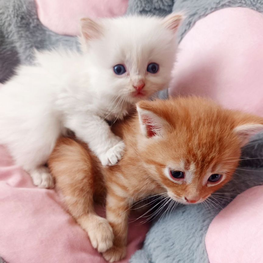 Сиамский котёнок