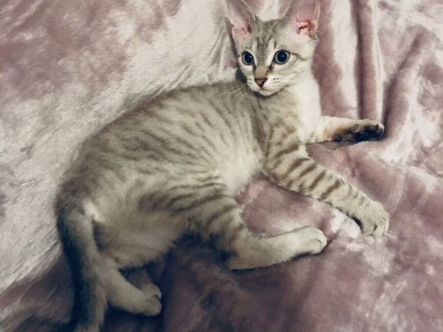 Донской сфинкс браш