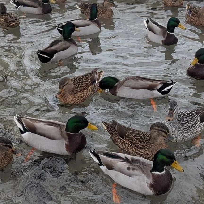 Дикие утки и селезни