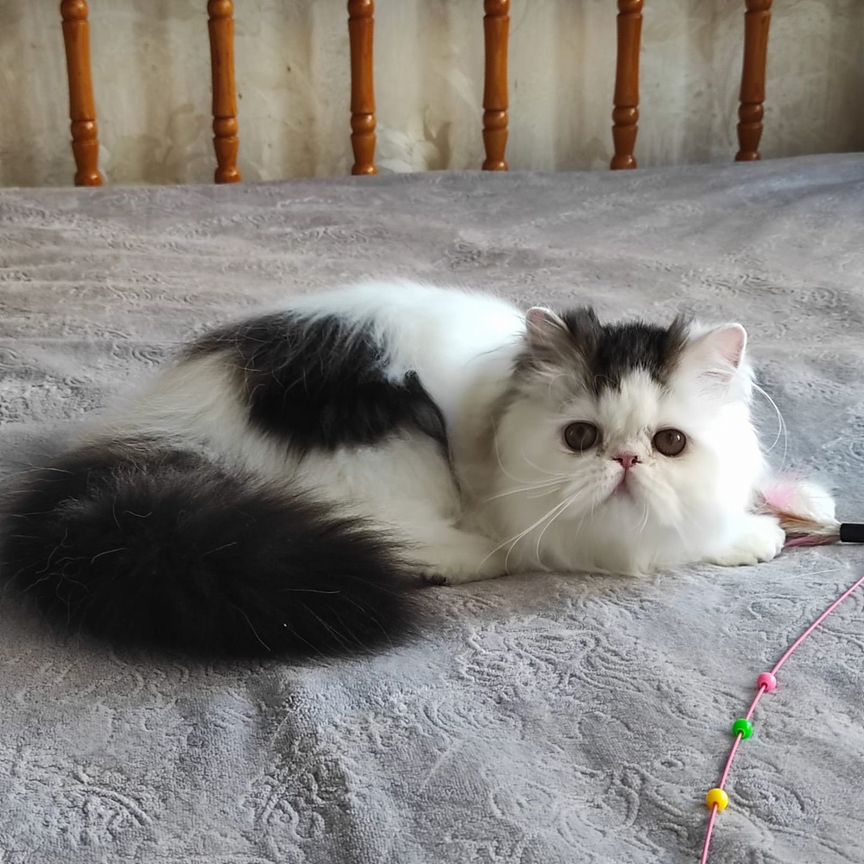 Продам персидского котика