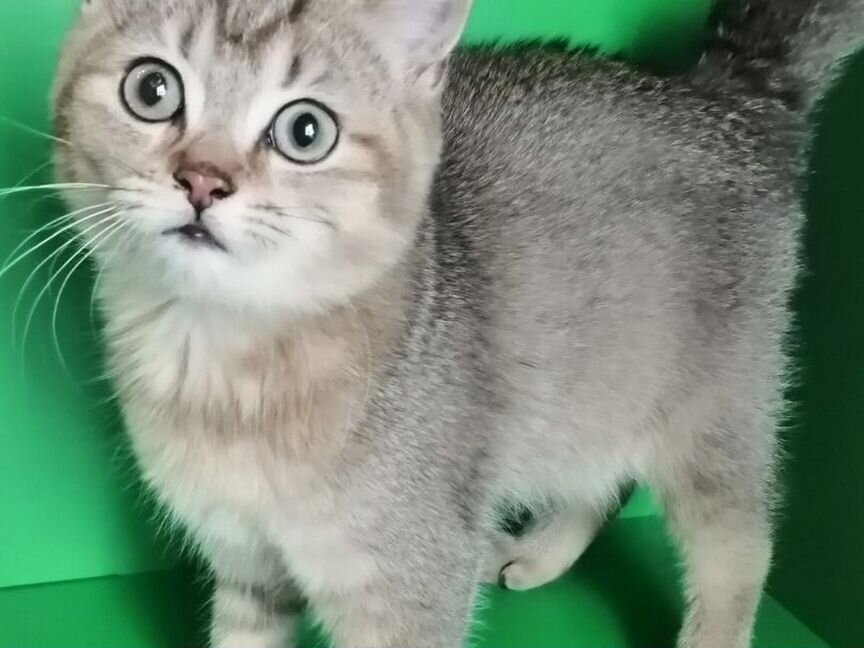 Шотландский котик