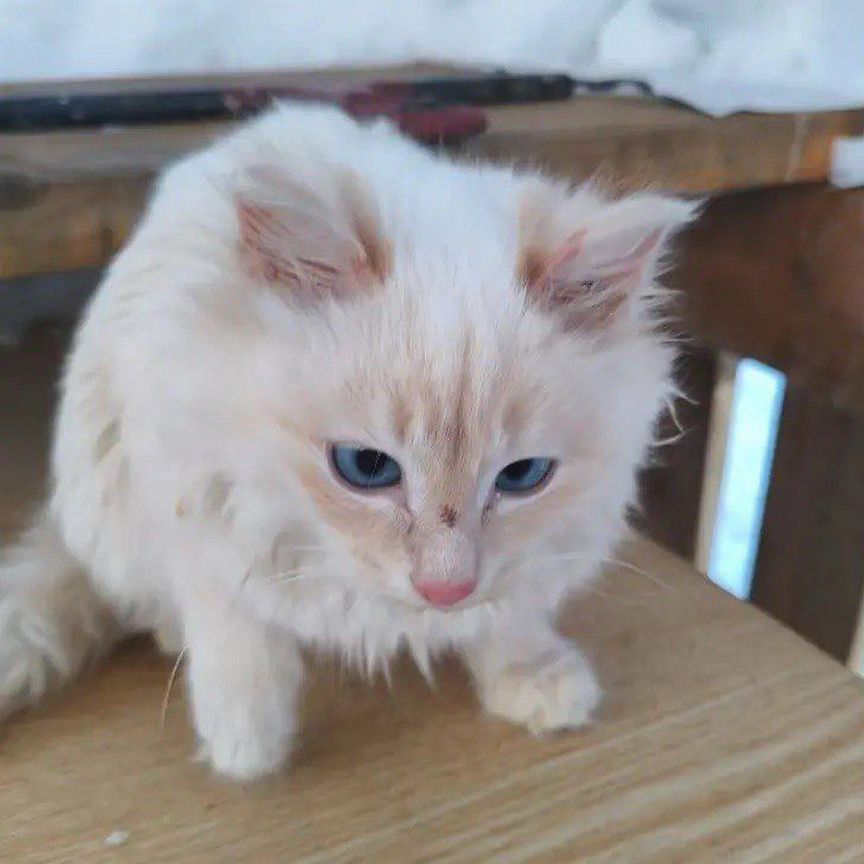 Котёнок в добрые руки