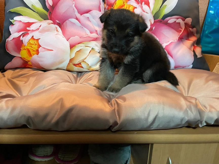 Щенки немецкой овчарки