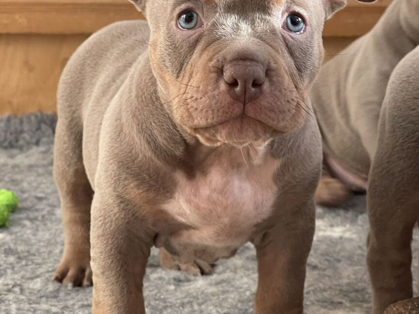 Американский булли щенки