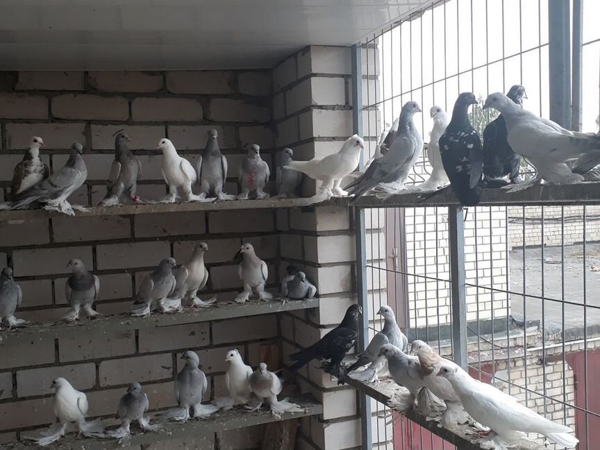 Продаю голубей