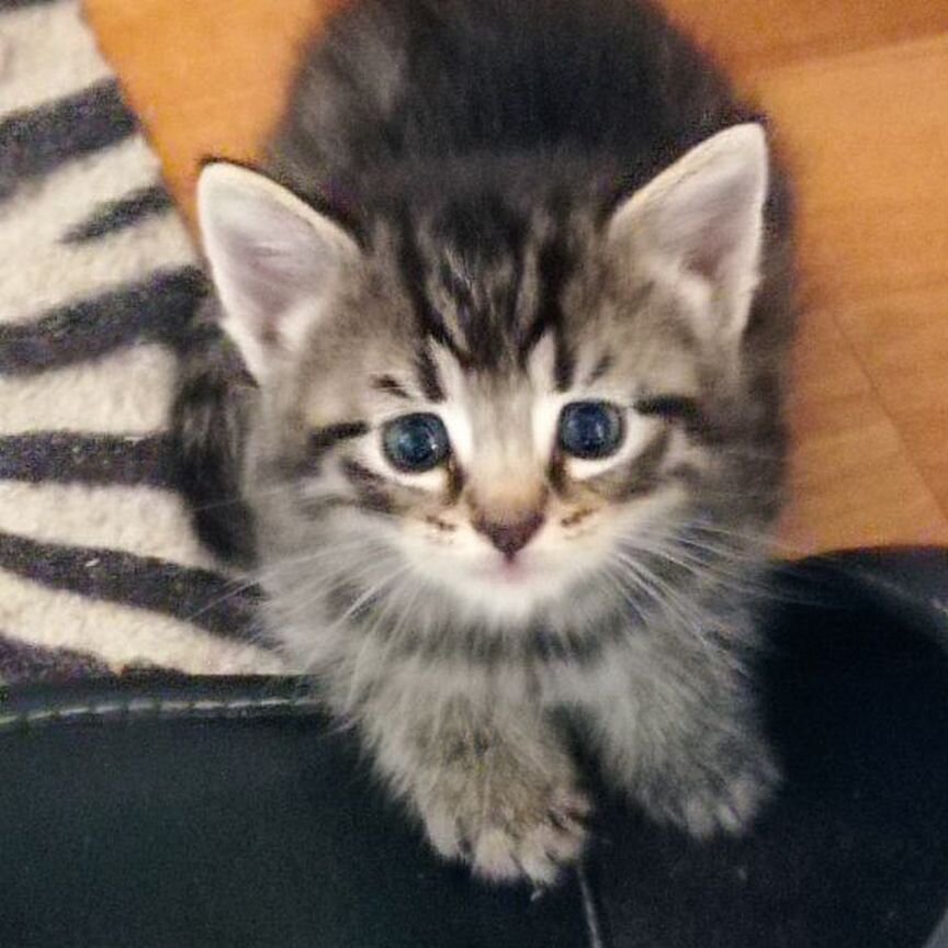 Котята 1,5мес