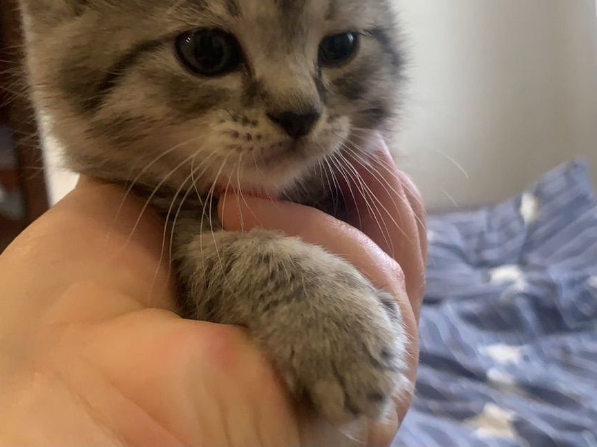 Шотландские котята