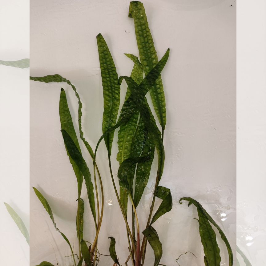 Аквариумные растения прополка