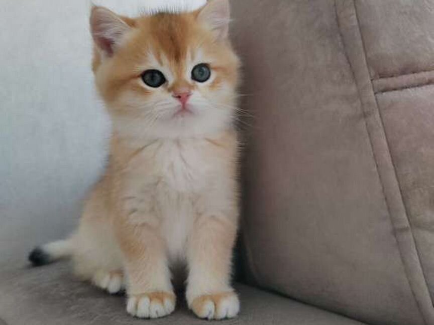 Котята британской золотой шиншилы