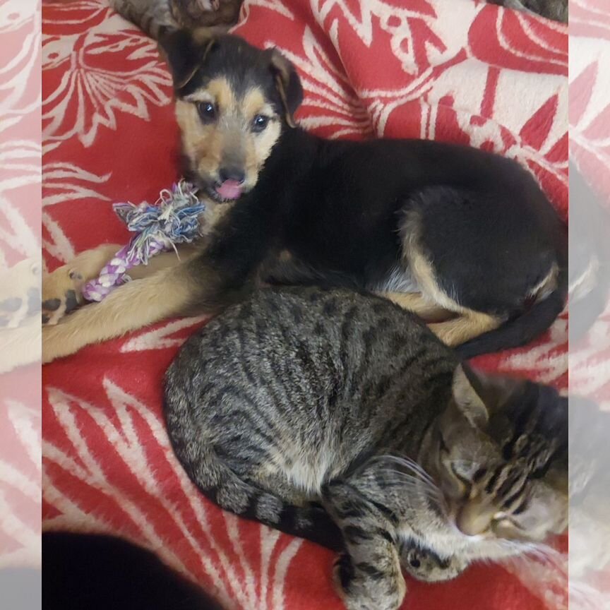 Щенок в добрые руки