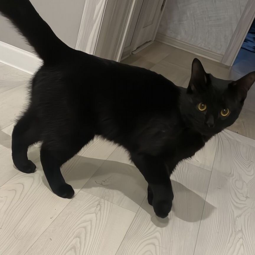 Взрослый кот в добрые руки