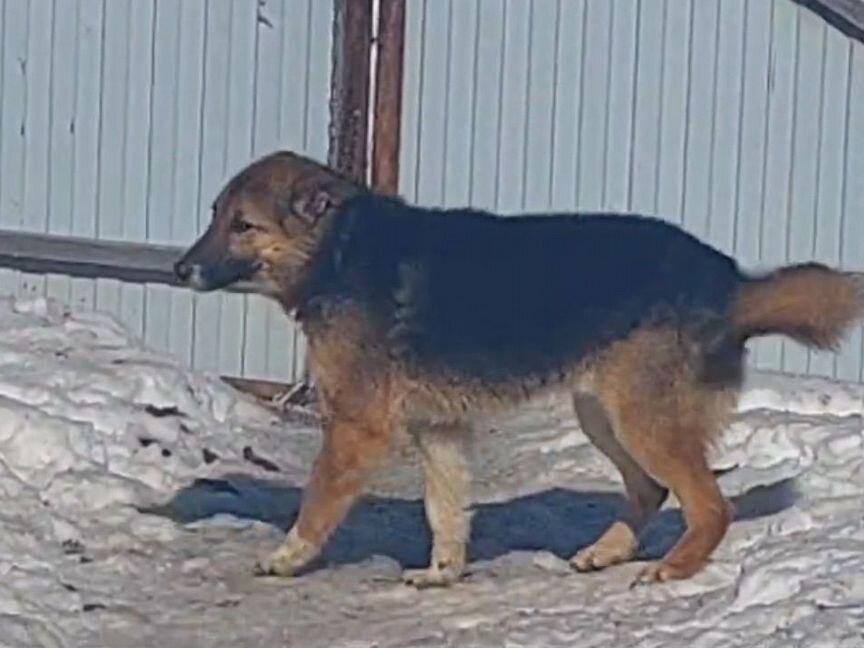 Нем.овчарка в добрые руки